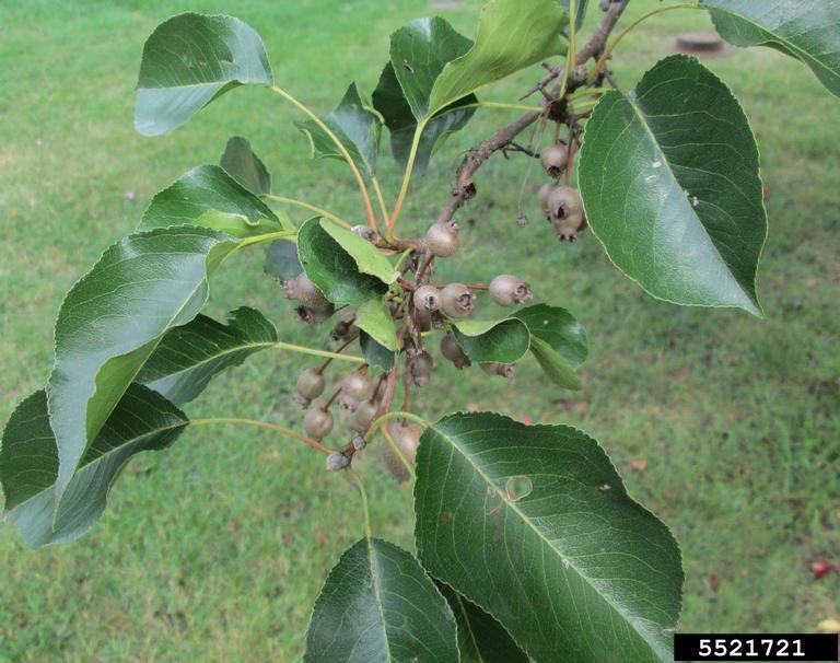 In the Weeds: Trees | Rhode Island Department of Environmental Management