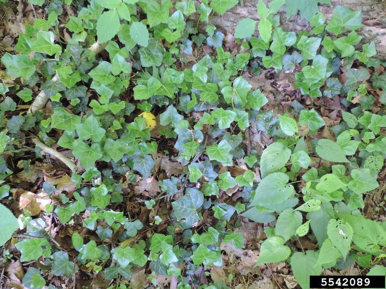 In the Weeds: Vines | Rhode Island Department of Environmental Management