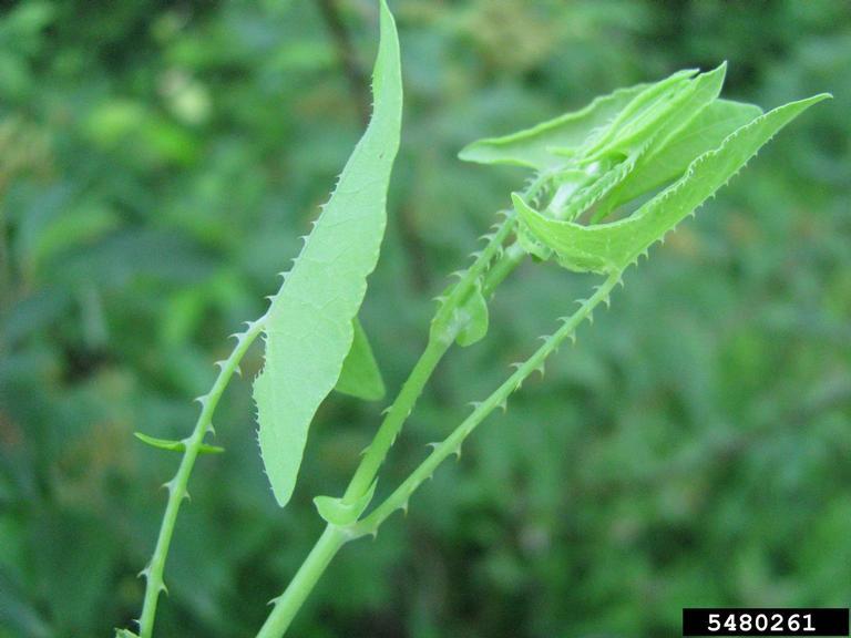 In the Weeds: Vines | Rhode Island Department of Environmental Management