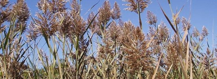In the Weeds: Herbaceous/Grasses | Rhode Island Department of ...