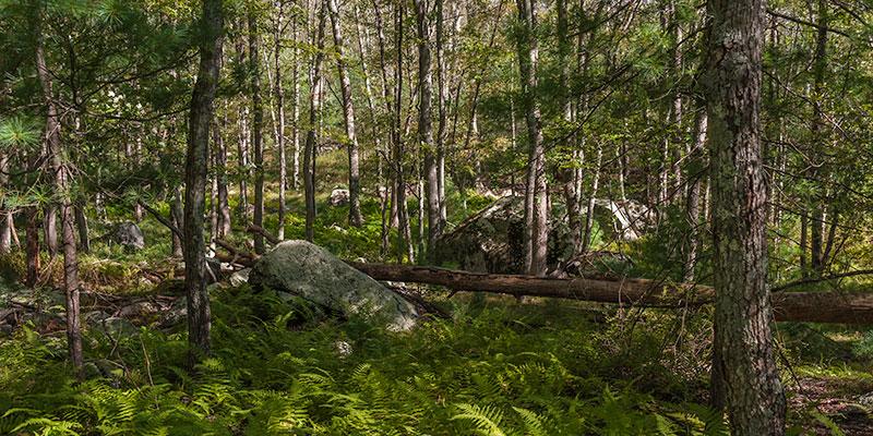 Forest Stewardship Program | Rhode Island Department of Environmental ...