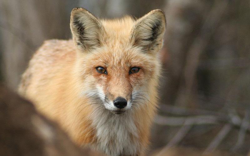 Fish & Wildlife | Rhode Island Department of Environmental Management