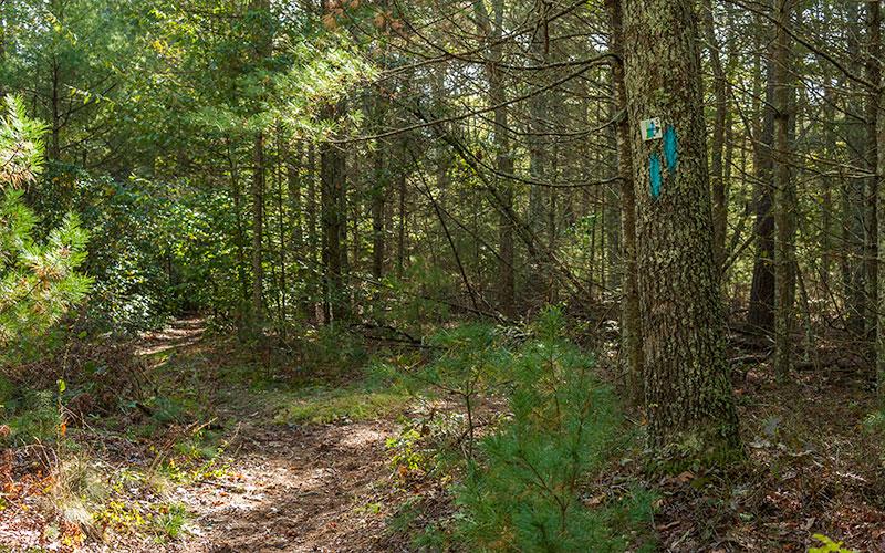 State Land Stewardship: Forest Thinning and Timber Harvests | Rhode ...