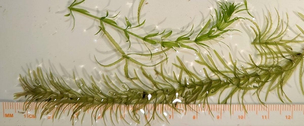 Invasive Aquatic Plant: Hydrilla | Rhode Island Department of ...
