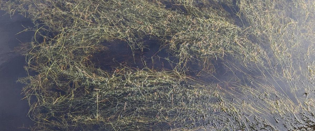 Invasive Aquatic Plant: Hydrilla | Rhode Island Department of ...