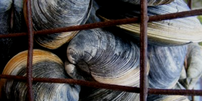 Shellfish Dredge Survey | Rhode Island Department of Environmental ...