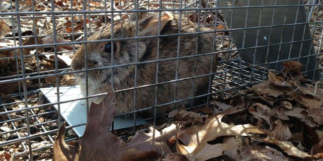 Wildlife & Hunting | Rhode Island Department of Environmental Management
