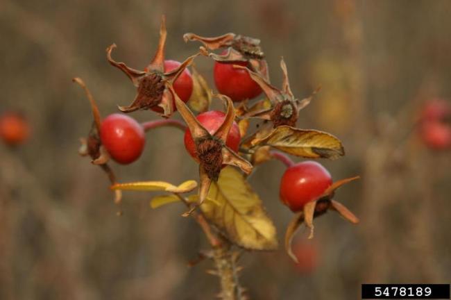 In the Weeds: Shrubs | Rhode Island Department of Environmental Management