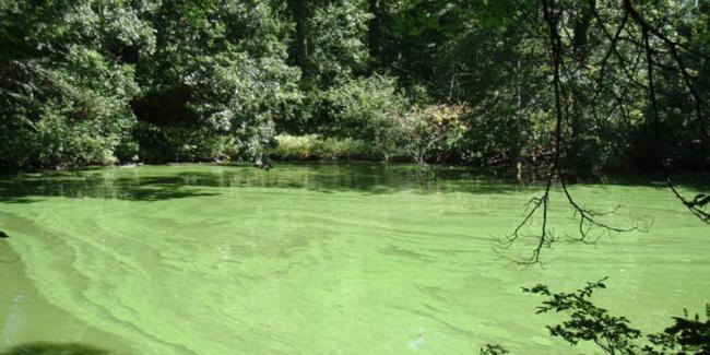Cyanobacteria (Blue-Green Algae) | Rhode Island Department of ...