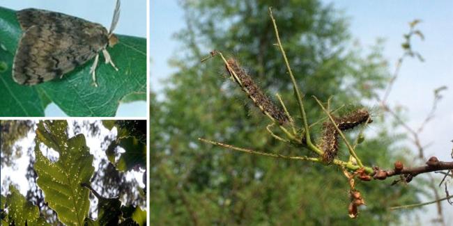 Cooperative Agricultural Pest Survey (CAPS) Pest Alerts | Rhode Island ...