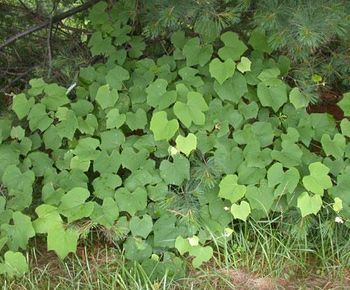 In the Weeds: Vines | Rhode Island Department of Environmental Management