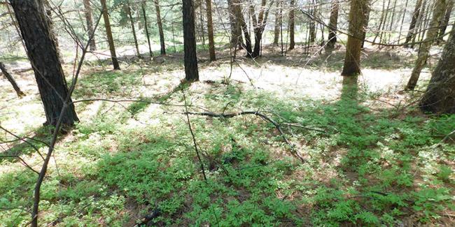 Forest Fire Program | Rhode Island Department of Environmental Management