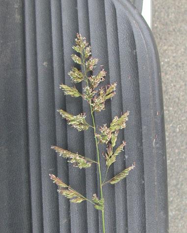 In the Weeds: Herbaceous/Grasses | Rhode Island Department of ...