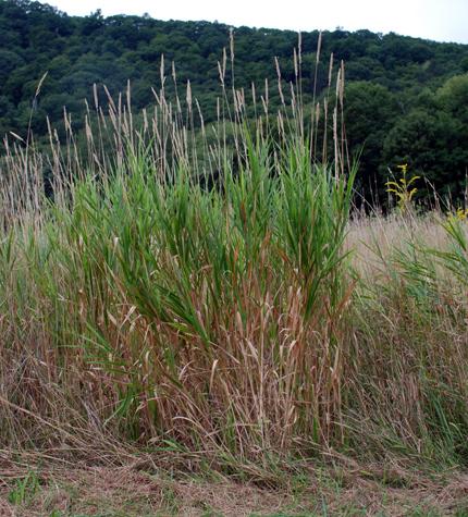 In the Weeds: Herbaceous/Grasses | Rhode Island Department of ...