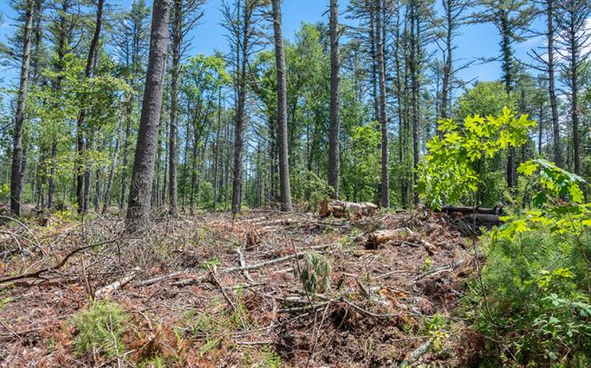State Land Stewardship: Forest Thinning and Timber Harvests | Rhode ...