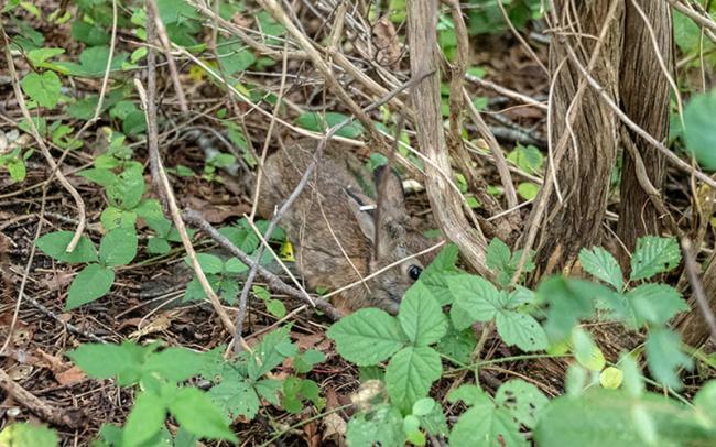 State Land Stewardship: Forest Thinning and Timber Harvests | Rhode ...